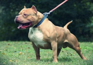 5 Native Mexican Dog Breeds: Xolo, Chihuahua & More