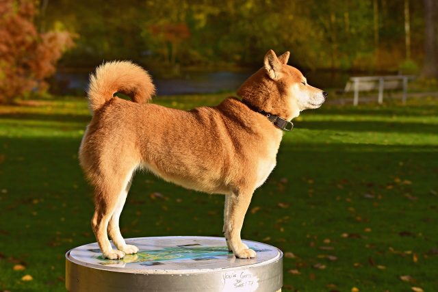 13 Native Japanese Dog Breeds (All Japanese Dogs)