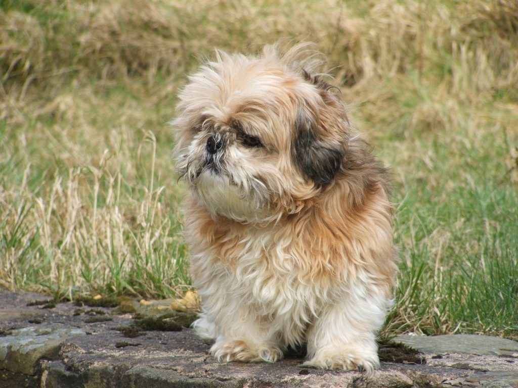 Shih Tzu - Temperament, Origins & Care (DOG BREED GUIDE)