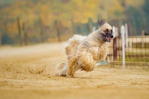 All 5 Types of Hunting Dogs (& How They Actually Hunt)