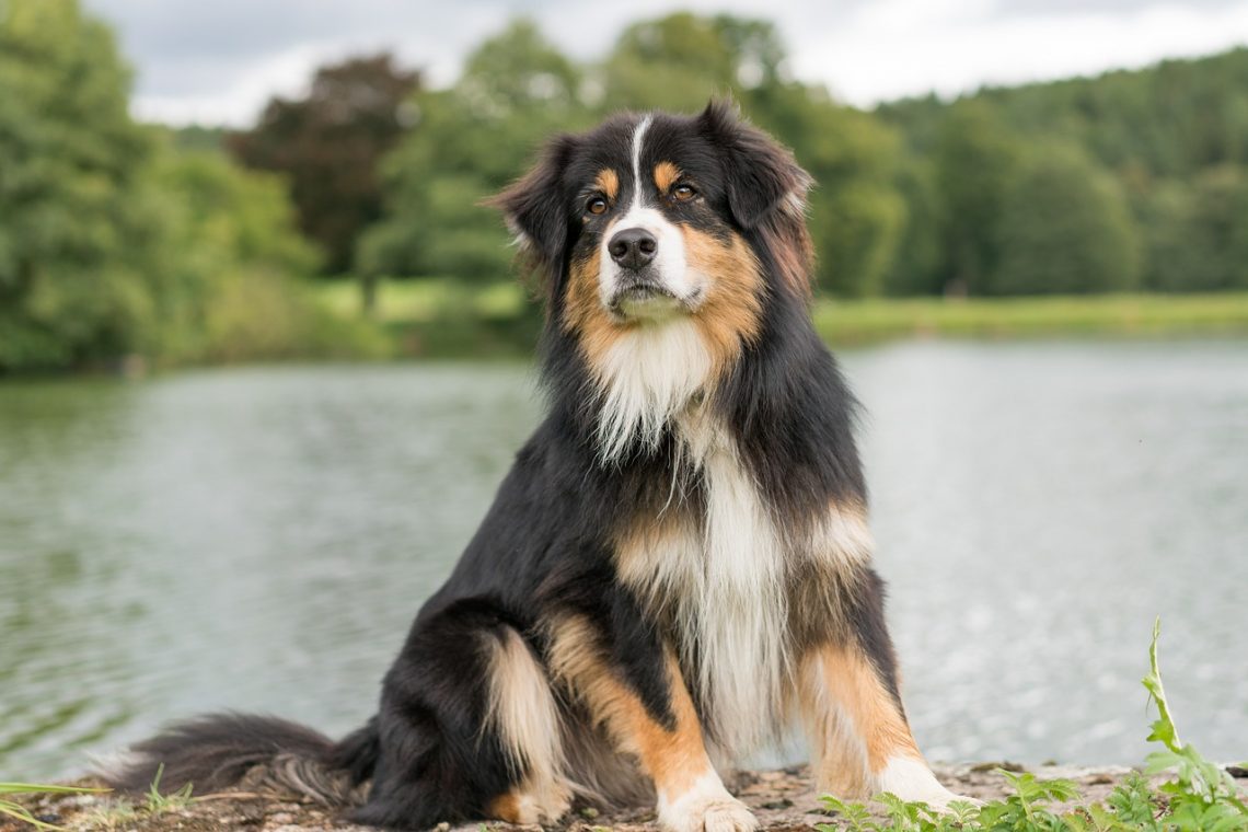 14 Australian Shepherd Colors - Coats, Markings & Pictures