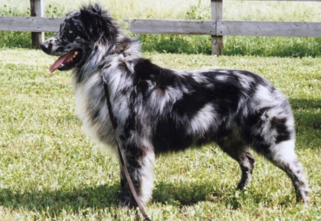 14 Australian Shepherd Colors - Coats, Markings & Pictures