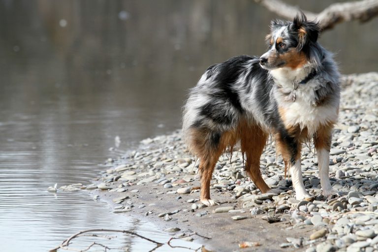 14 Australian Shepherd Colors - Coats, Markings & Pictures