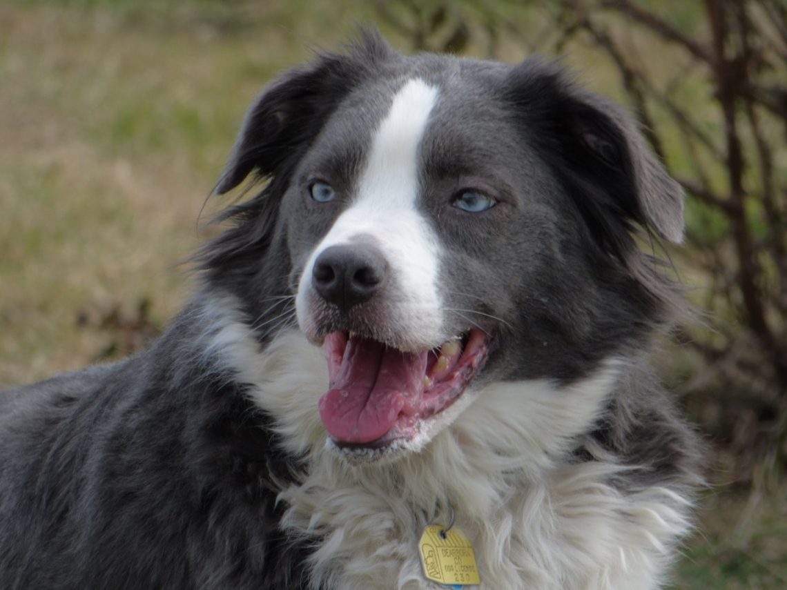 29 Beautiful Border Collie Mixes (With Pictures!)