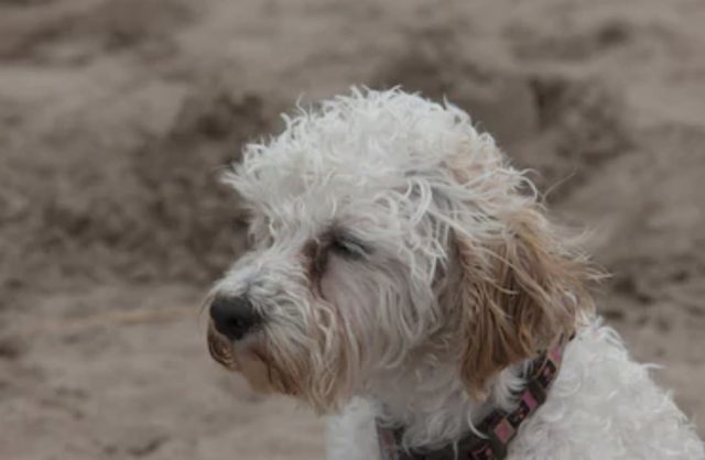 Cavachon - The Ultimate Guide to the Friendliest Mixed Dog