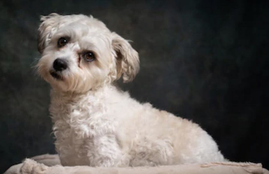 Cavachon - The Ultimate Guide to the Friendliest Mixed Dog