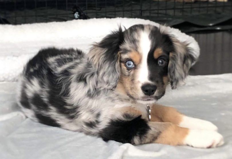 27 Amazing Australian Shepherd Mixes (Mixed Aussies)