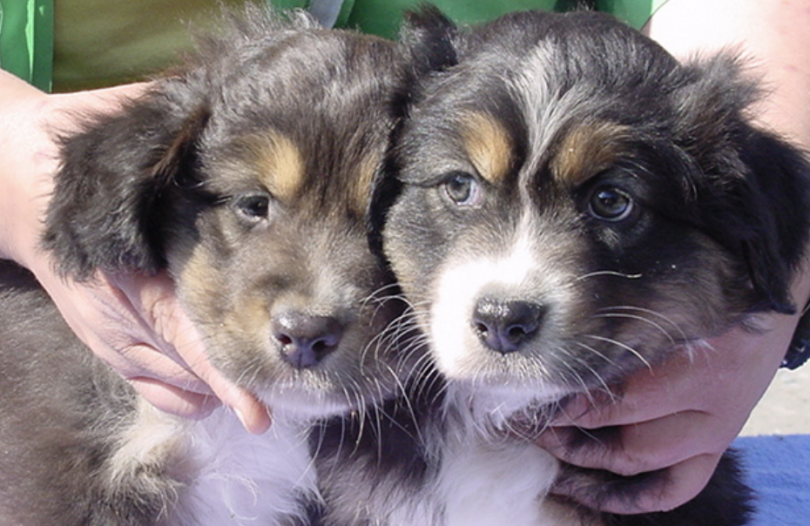 14 Australian Shepherd Colors - Coats, Markings & Pictures