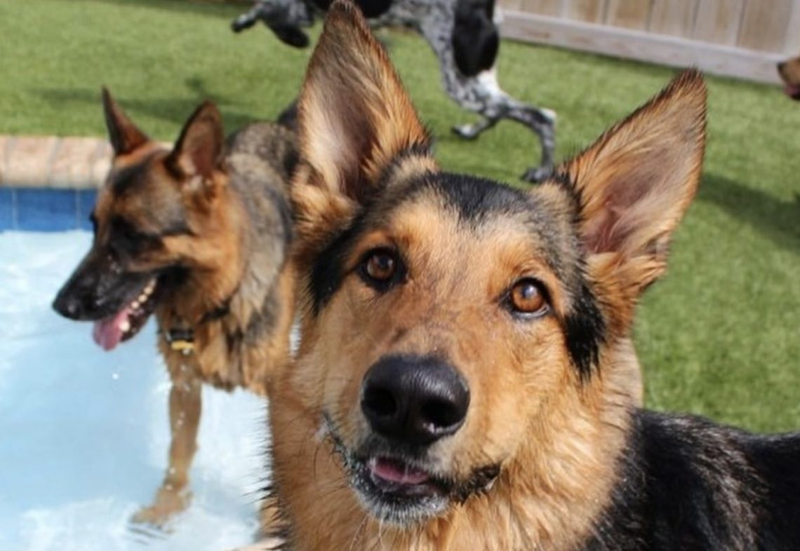 27 Amazing Australian Shepherd Mixes (Mixed Aussies)