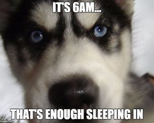 30 Best Husky Jokes - The Internet's Best Puns & Memes