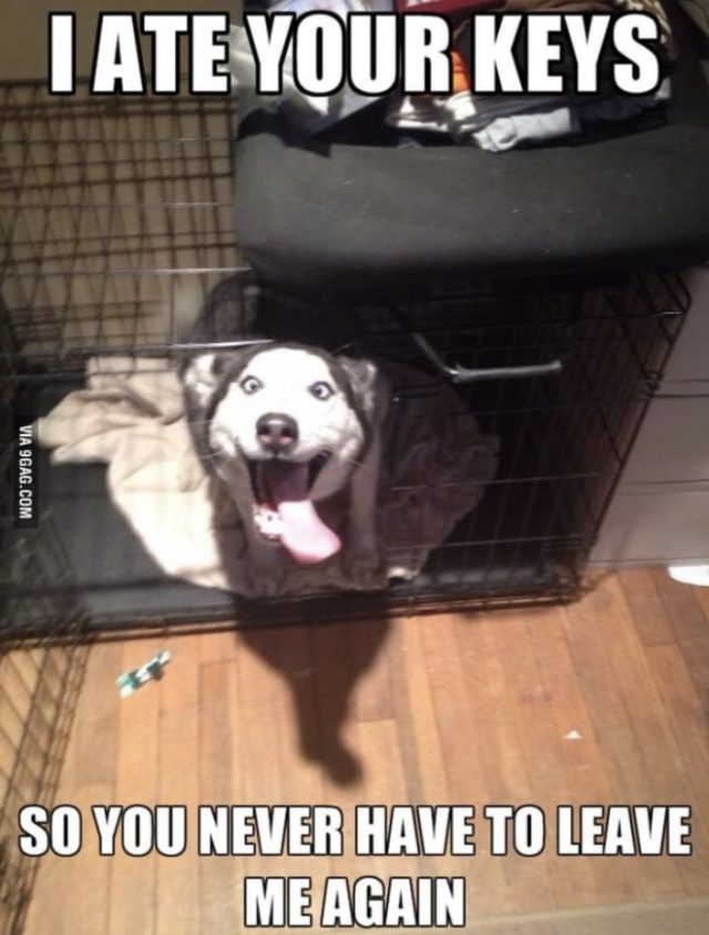 30 Best Husky Jokes - The Internet's Best Puns & Memes