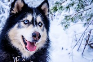 Pitsky: An Owner's Guide to the Pit Bull Husky Mix