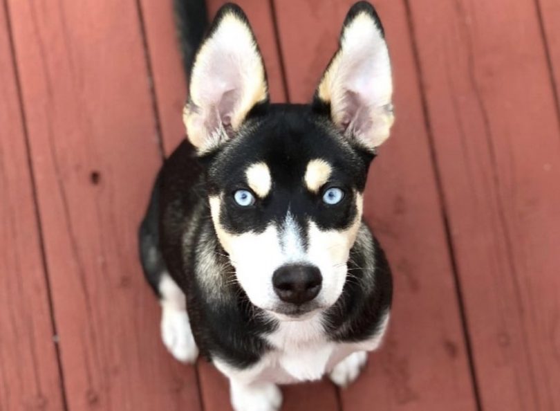 32 Most Handsome Husky Mixes - Find Your Husky Hybrid
