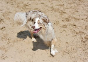 14 Australian Shepherd Colors - Coats, Markings & Pictures