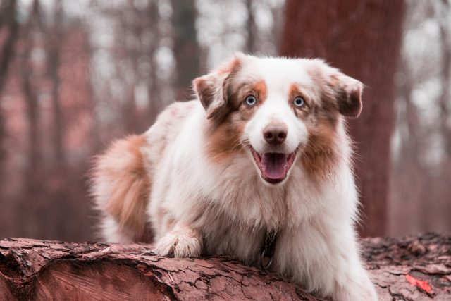 14 Australian Shepherd Colors - Coats, Markings & Pictures
