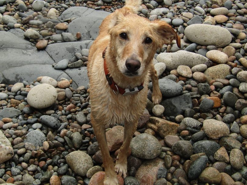 14 Australian Shepherd Colors - Coats, Markings & Pictures