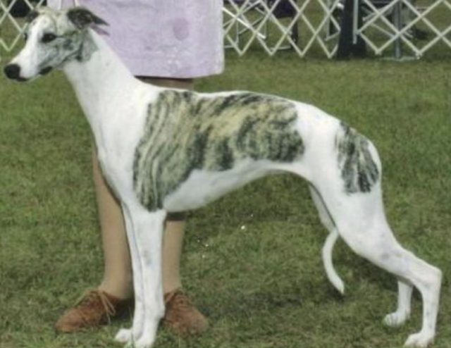 21 Native Indian Dog Breeds (All Dogs From India)