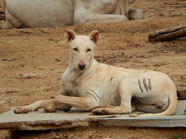 21 Native Indian Dog Breeds (All Dogs From India)