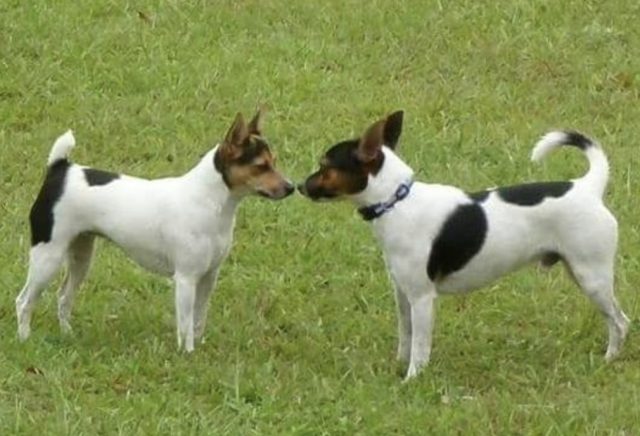 12 Native Australian Dog Breeds (All Dogs of Australia)