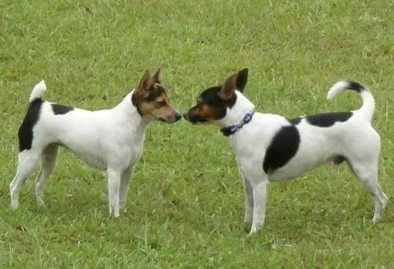 12 Native Australian Dog Breeds (All Dogs of Australia)