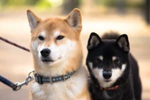 Shiba Inu: Bold, Spirited & Good Natured (Breed Guide)