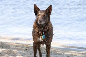 12 Native Australian Dog Breeds (All Dogs of Australia)