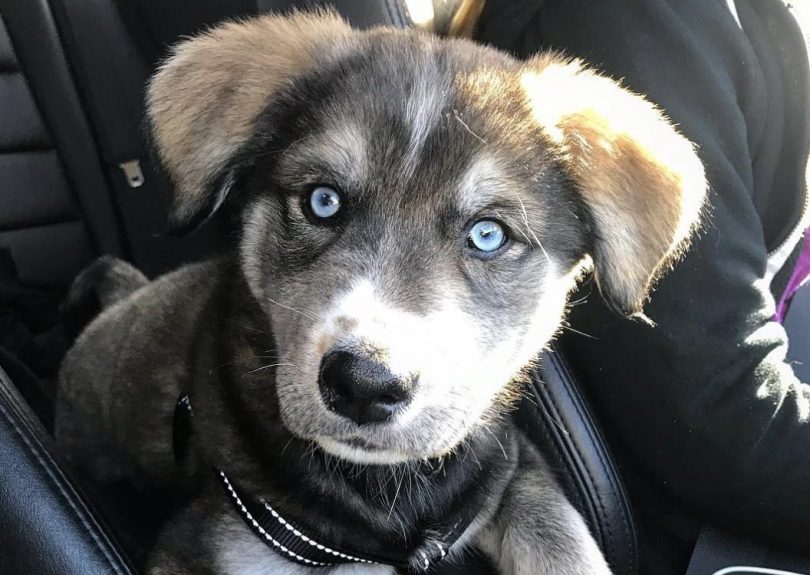 21 Interesting Mixed Dog Breeds (Weird Mutt Dogs)