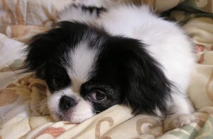 Japanese Chin - Temperament, Origins & Care (Breed Guide)