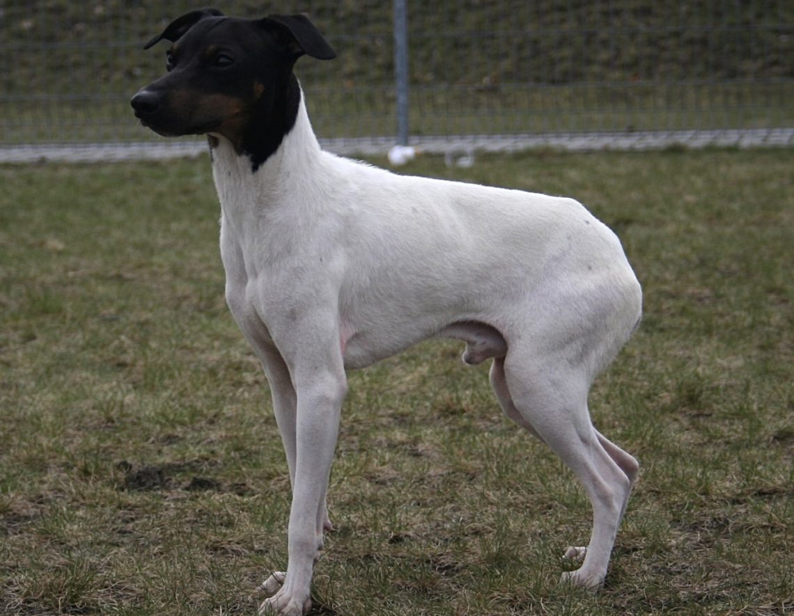 Japanese Terrier: Origins, Temperament & Care (Breed Guide)