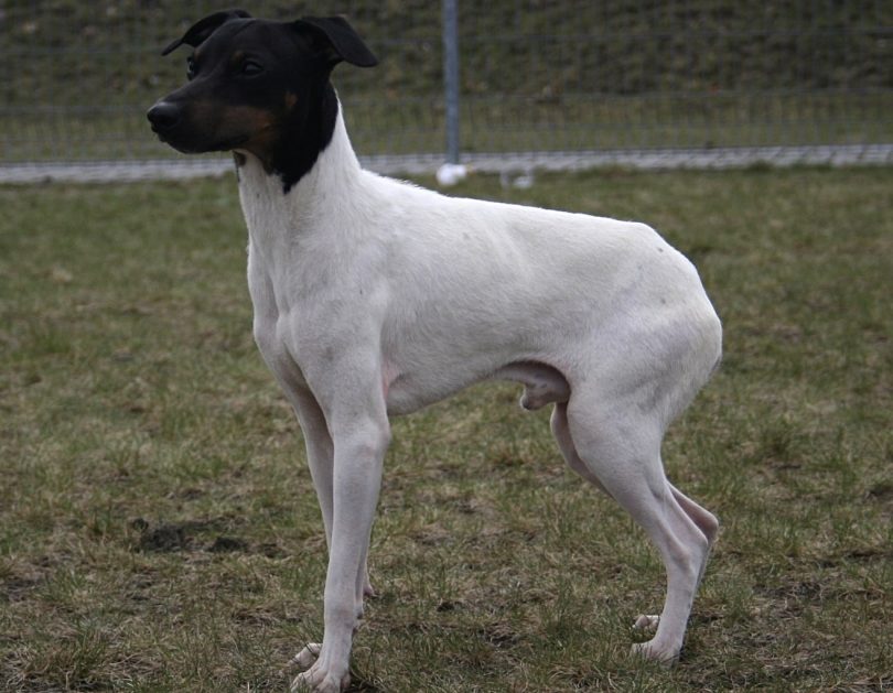 Japanese Terrier: Origins, Temperament & Care (Breed Guide)