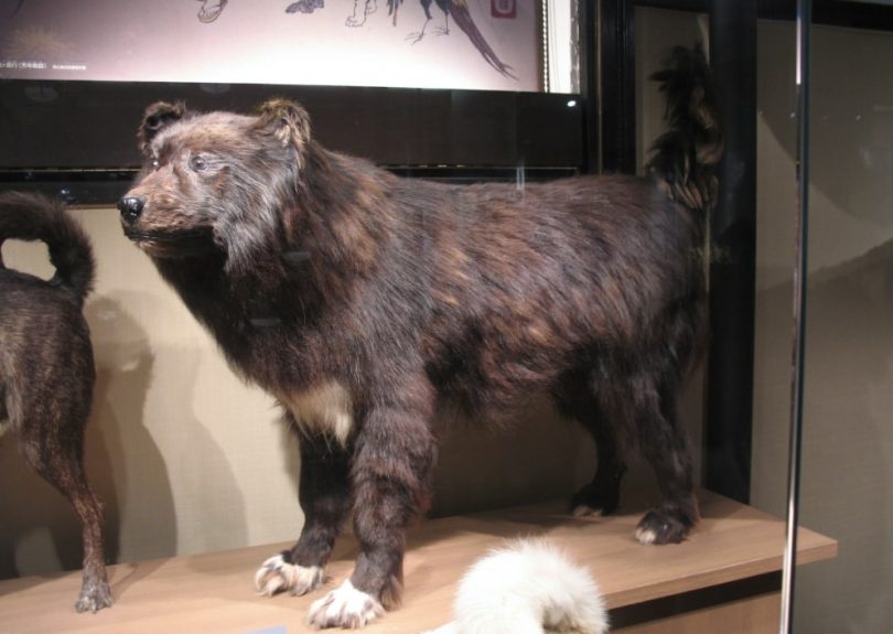 13 Native Japanese Dog Breeds (All Japanese Dogs)