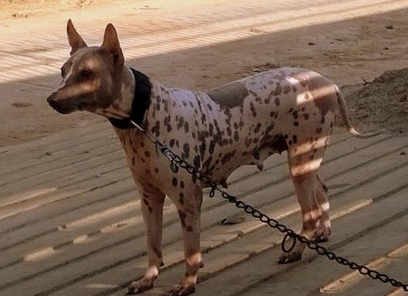 21 Native Indian Dog Breeds (All Dogs From India)