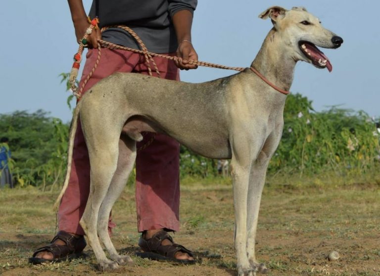 19 Most Iconic Asian Dog Breeds (Native Asian Dogs)