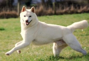 13 Native Japanese Dog Breeds (All Japanese Dogs)