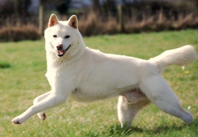 13 Native Japanese Dog Breeds (All Japanese Dogs)