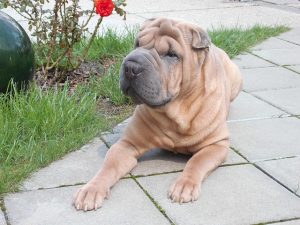 21 Chinese Dog Breeds: Small, Medium, Big Chinese Dogs