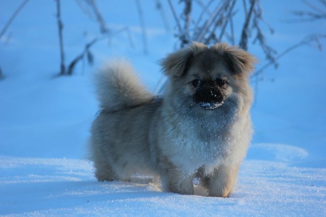 31 Best Lap Dog Breeds (What Makes a Good Lap Dog?)