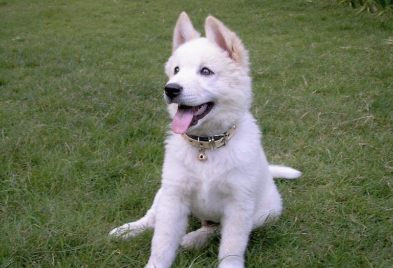 19 Most Iconic Asian Dog Breeds (Native Asian Dogs)