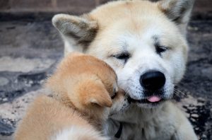 19 Most Iconic Asian Dog Breeds (Native Asian Dogs)