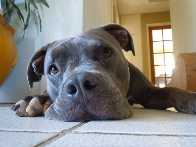 4 Types of Pitbulls - The Complete Guide to All Pitbull Types