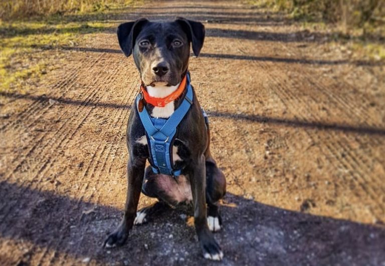 21 Interesting Mixed Dog Breeds (Weird Mutt Dogs)