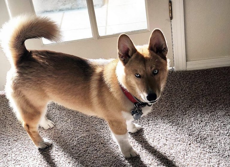 Husky Corgi Mix - Everything to Know About the Horgi