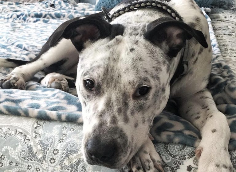 21 Interesting Mixed Dog Breeds (Weird Mutt Dogs)