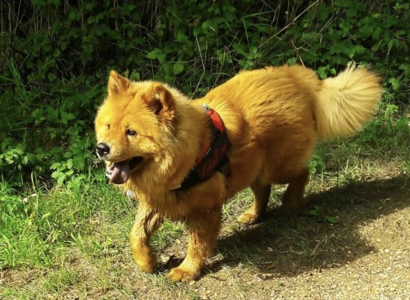21 Interesting Mixed Dog Breeds (Weird Mutt Dogs)