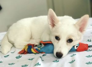 Husky Corgi Mix - A Complete Guide to the Horgi