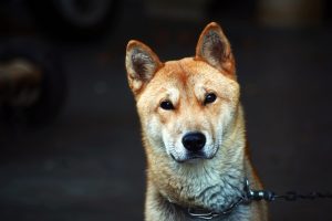 19 Most Iconic Asian Dog Breeds (Native Asian Dogs)