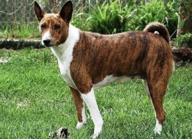 19 Most Iconic Asian Dog Breeds (Native Asian Dogs)