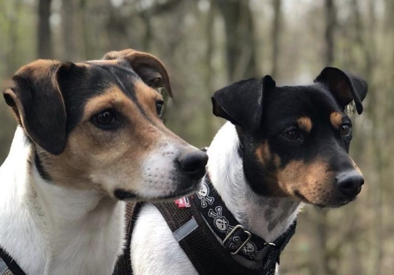 15 Native Spanish Dog Breeds (Most Popular Spanish Dogs)