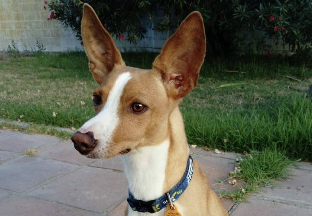 15 Native Spanish Dog Breeds (Most Popular Spanish Dogs)