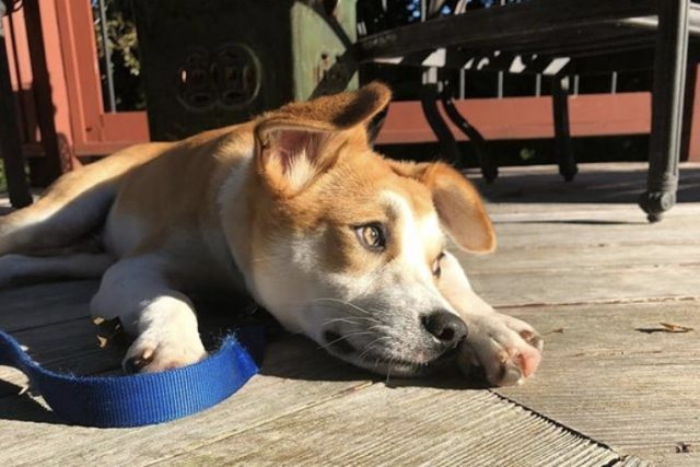 32 Bizarre Beagle Mixes - A Guide to the Beagle Mix